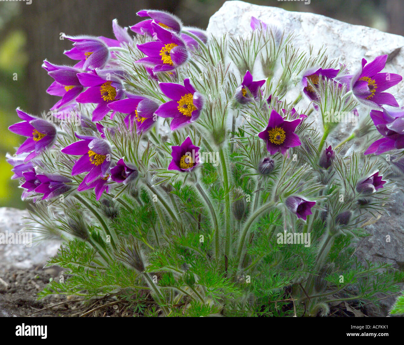Pasque flowers Pulsatilla vulgaris Stock Photo - Alamy