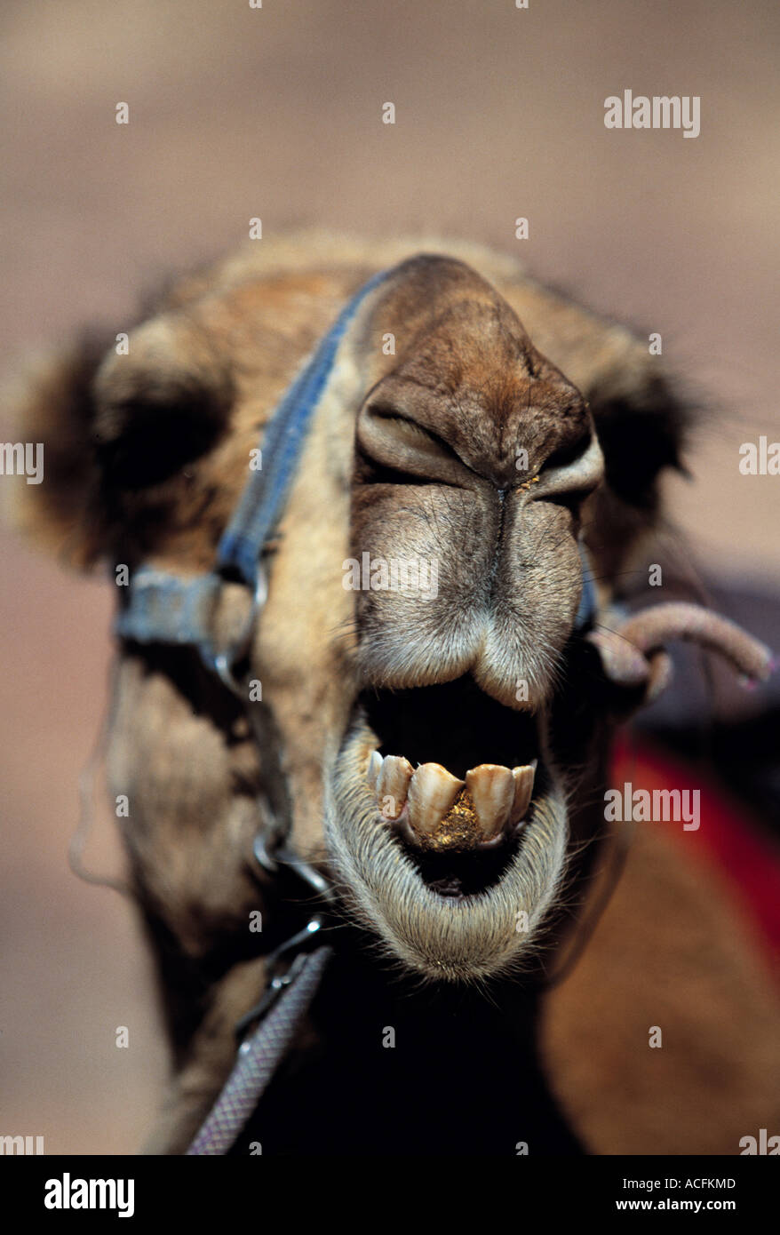cloven hoofed humpbacked desert animal in the arabian desert Stock ...