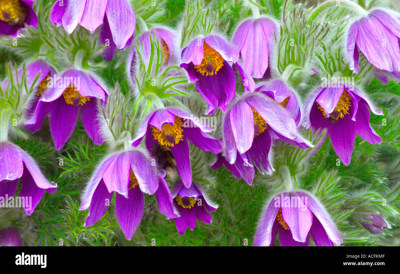 Pasque flowers blooming Pulsatilla vulgaris Stock Photo - Alamy