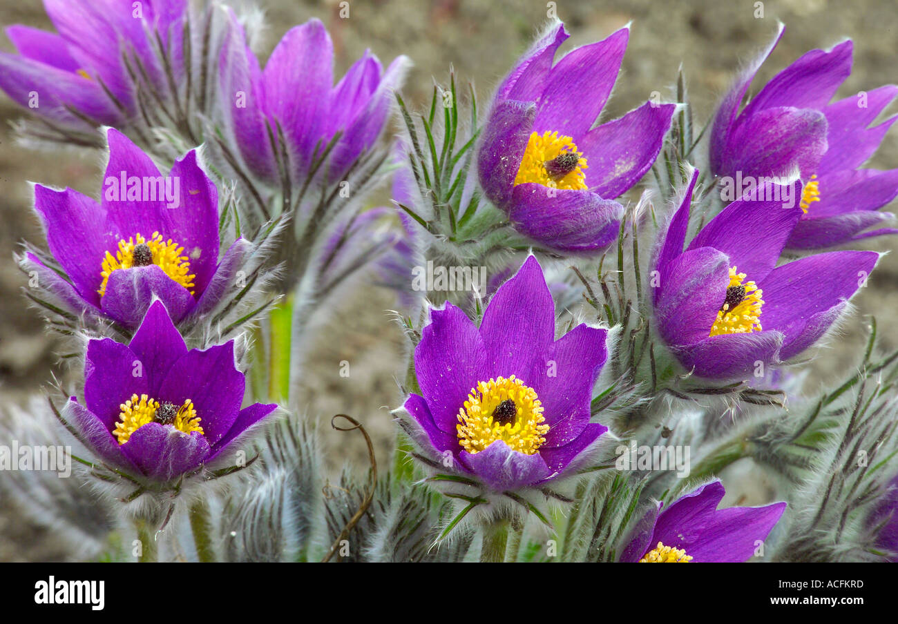 Pasque flowers Pulsatilla vulgaris Stock Photo - Alamy