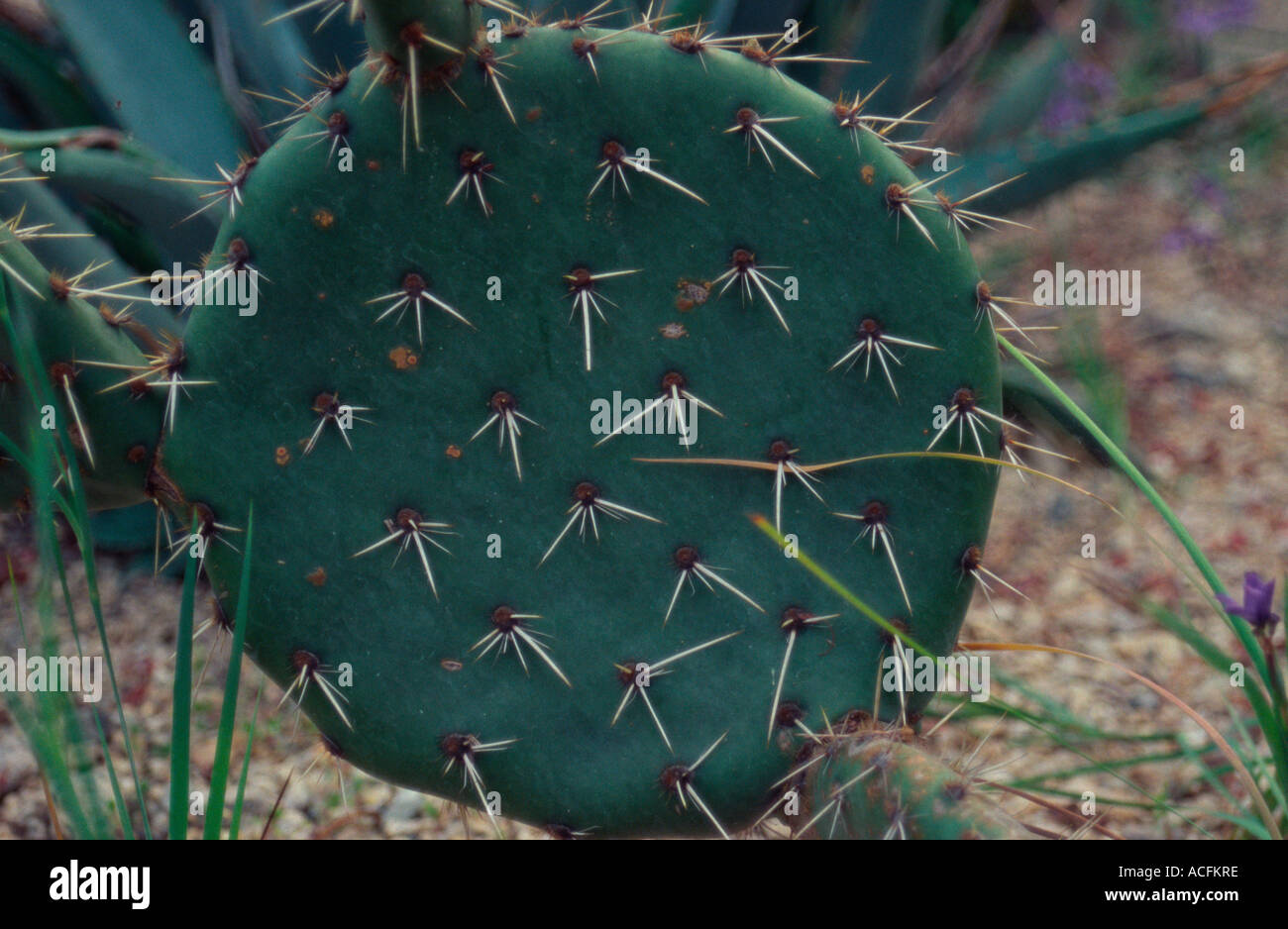 Cactus, Eden Project, Cornwall, UK Stock Photo - Alamy