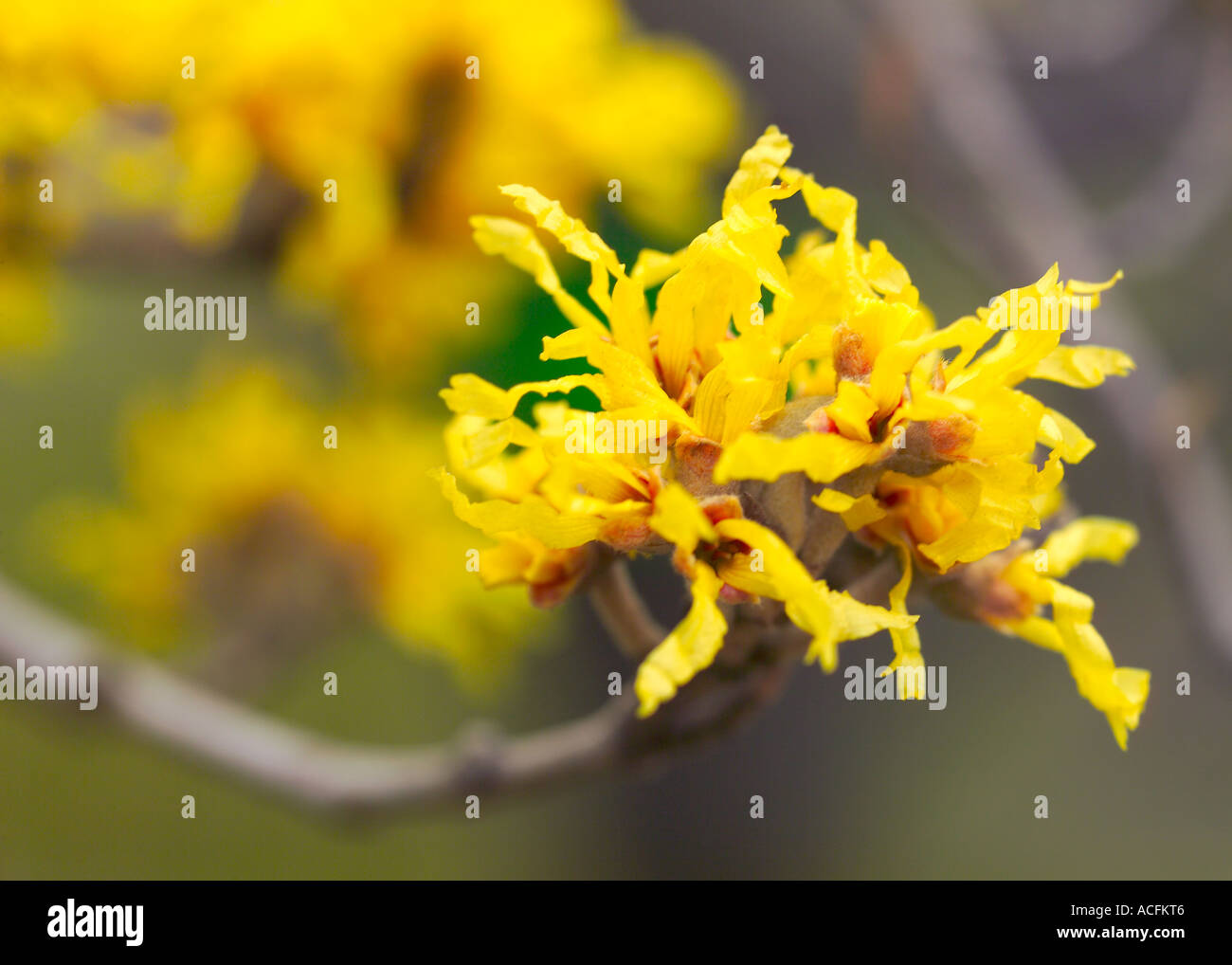 Witch hazel blooming Hamamelis japonica Stock Photo - Alamy
