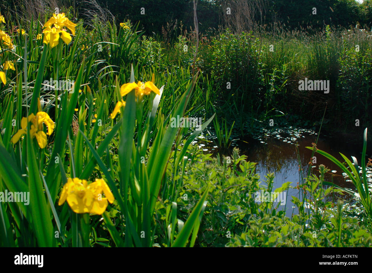 Yellow Irises(Iris pseudacorus). Growing Around A Pond Stock Photo - Alamy