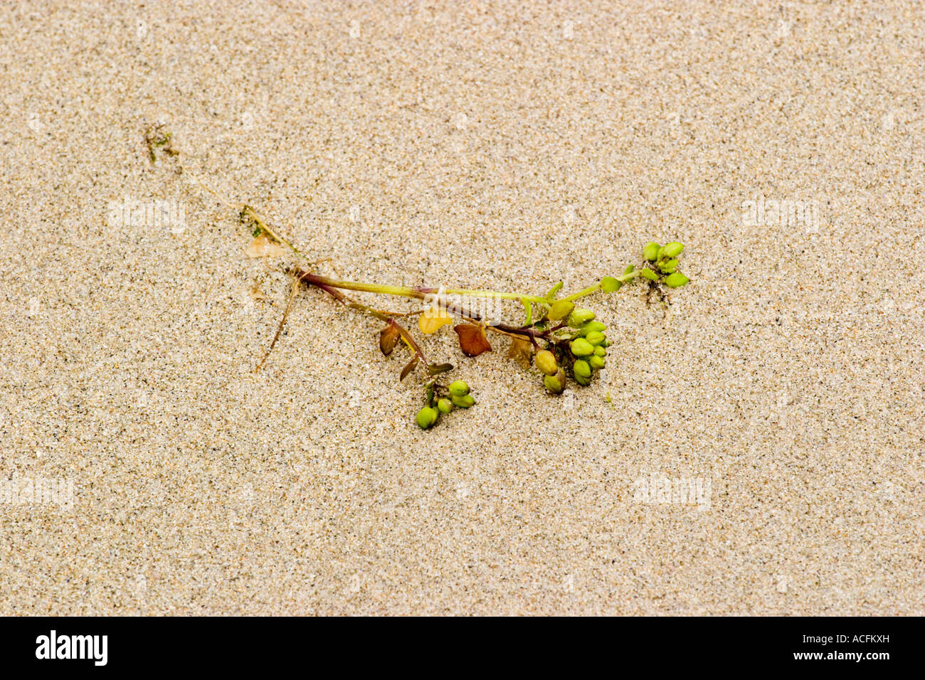 Flower in the sand on a sandy beach Stock Photo - Alamy