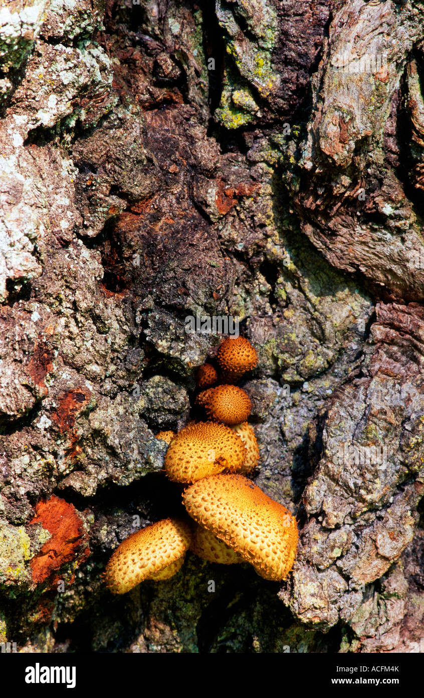 Traklyka hi-res stock photography and images - Alamy