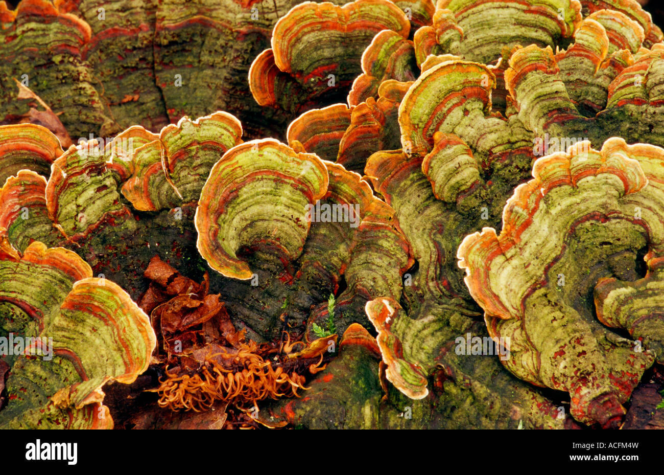 Artist s fungus pattern Stock Photo - Alamy