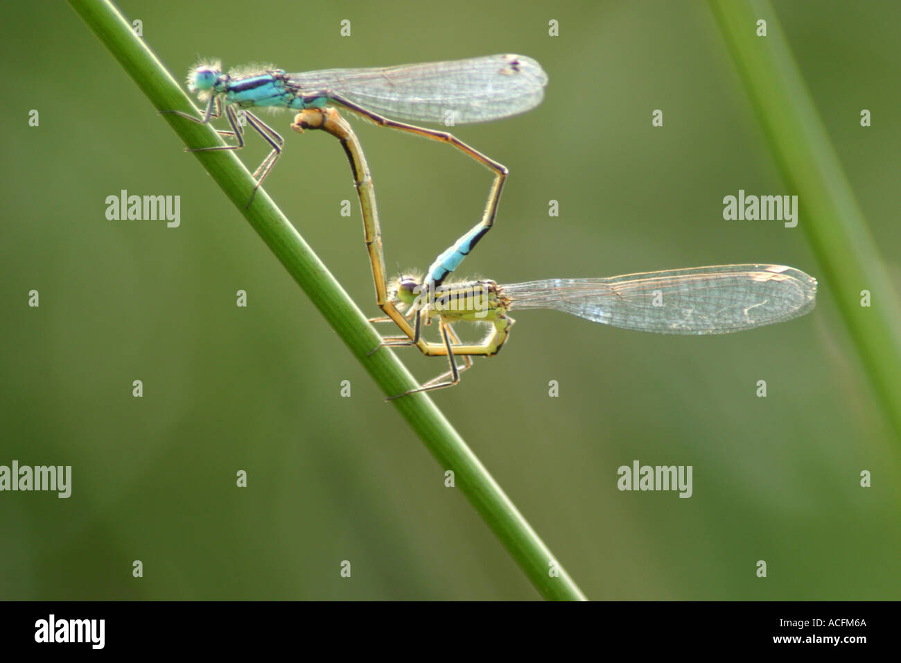 Damselfly mating hi-res stock photography and images - Alamy