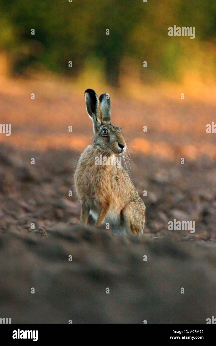 Uk hare coursing hi-res stock photography and images - Alamy
