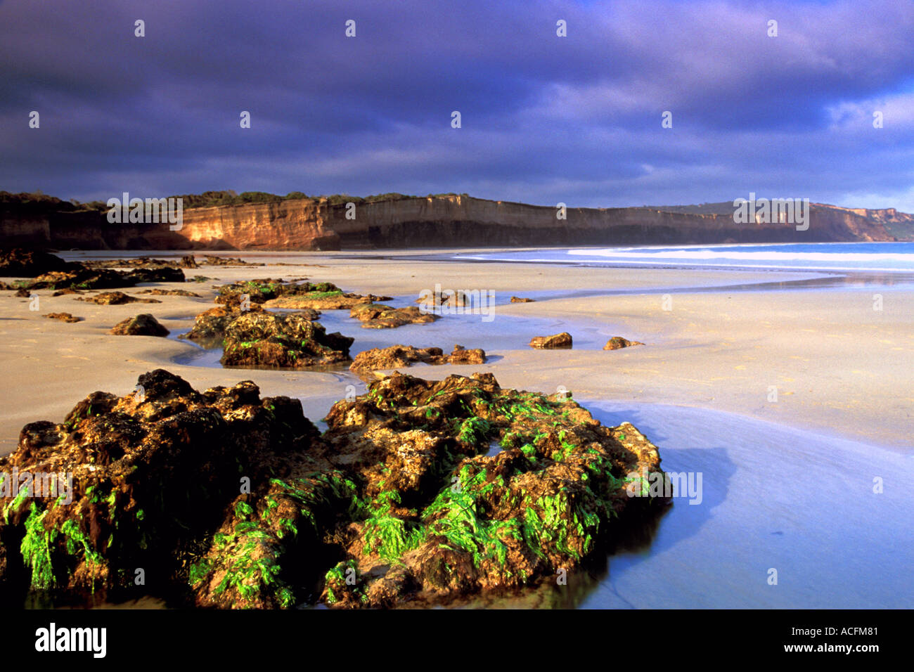 Australian great ocean road Anglesea beach landscape with seaweed ...
