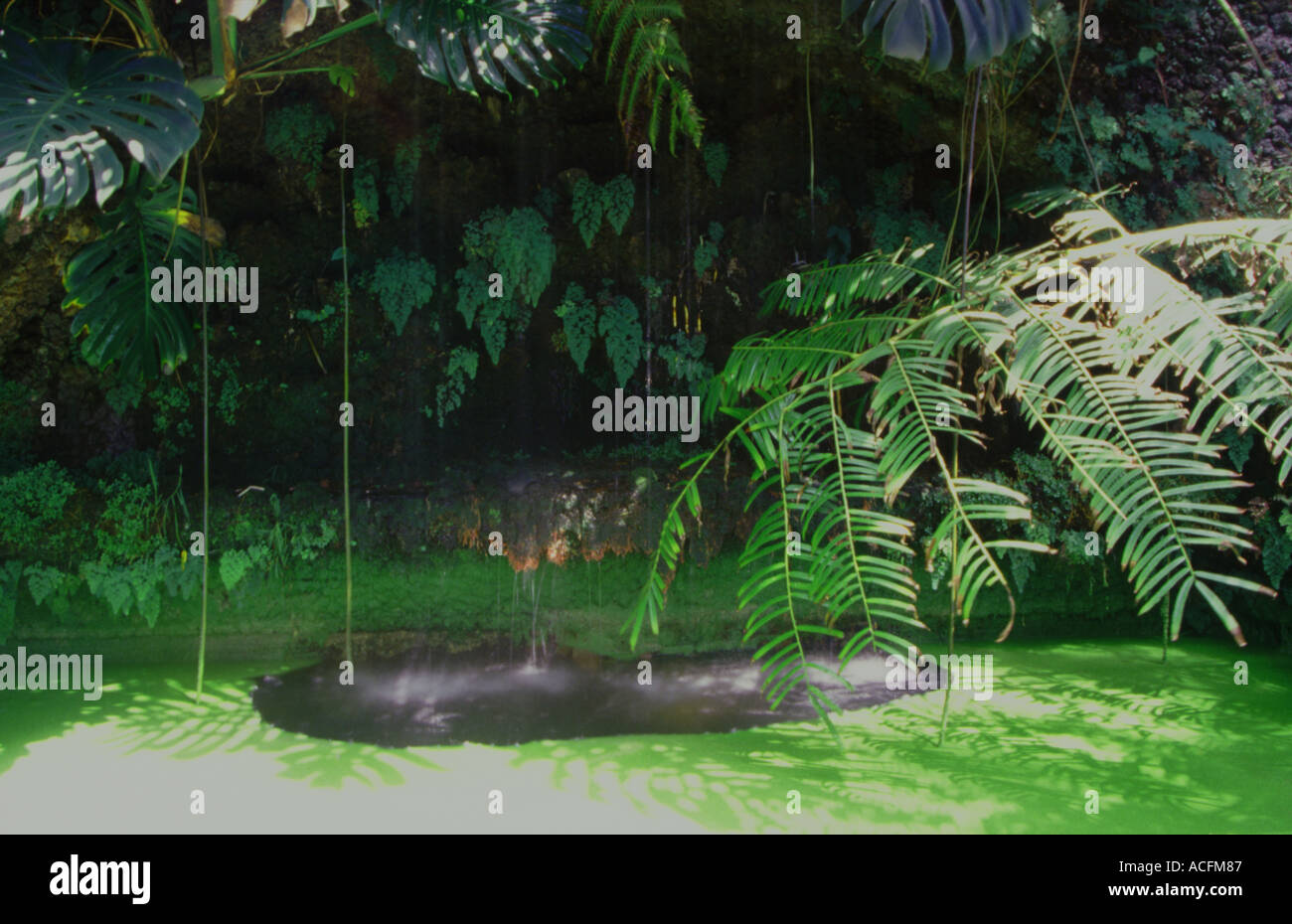 Madeira Gardens Stock Photo - Alamy