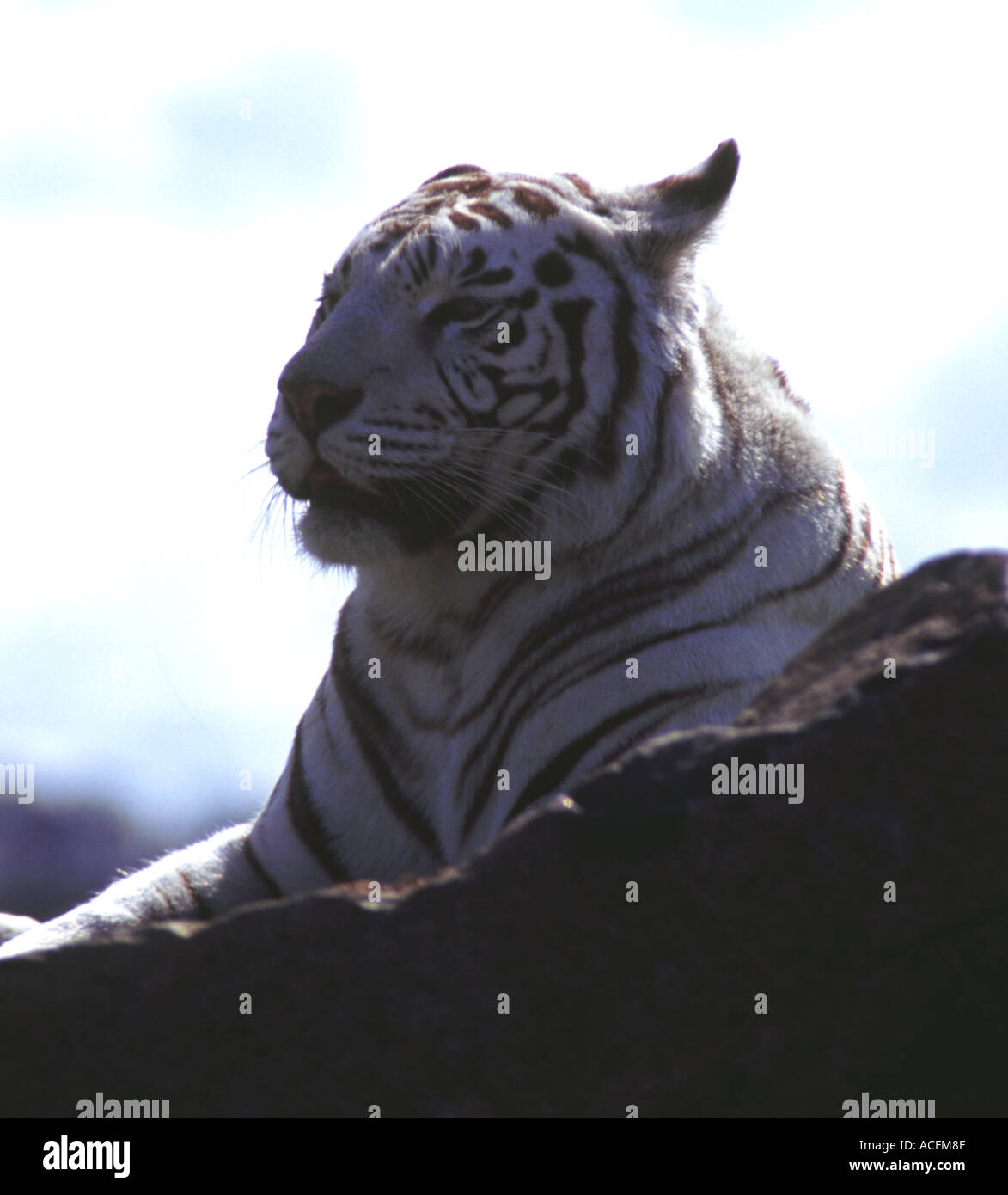 West Midlands Safari Park Stock Photo - Alamy