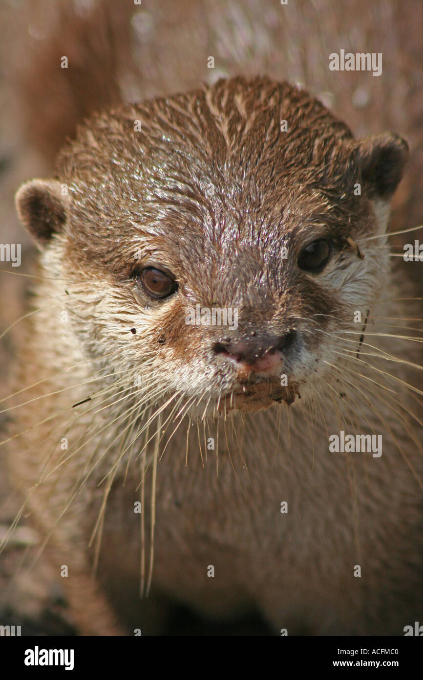 Nosy otter hi-res stock photography and images - Alamy
