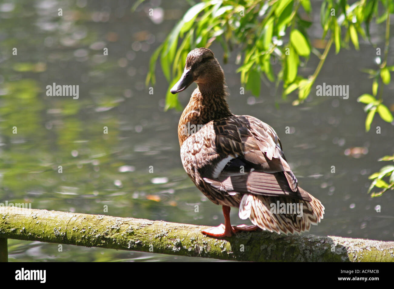 Female Mallard preening Stock Photo - Alamy