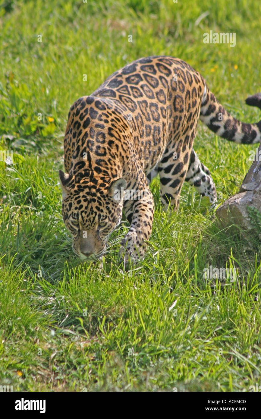 Jaguar cat ferocious hi-res stock photography and images - Alamy