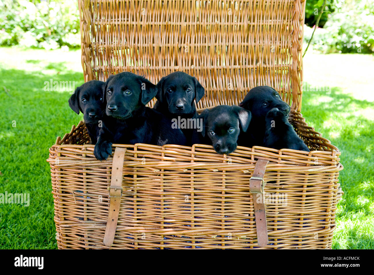 Labrador puppies in basket hi-res stock photography and images - Alamy