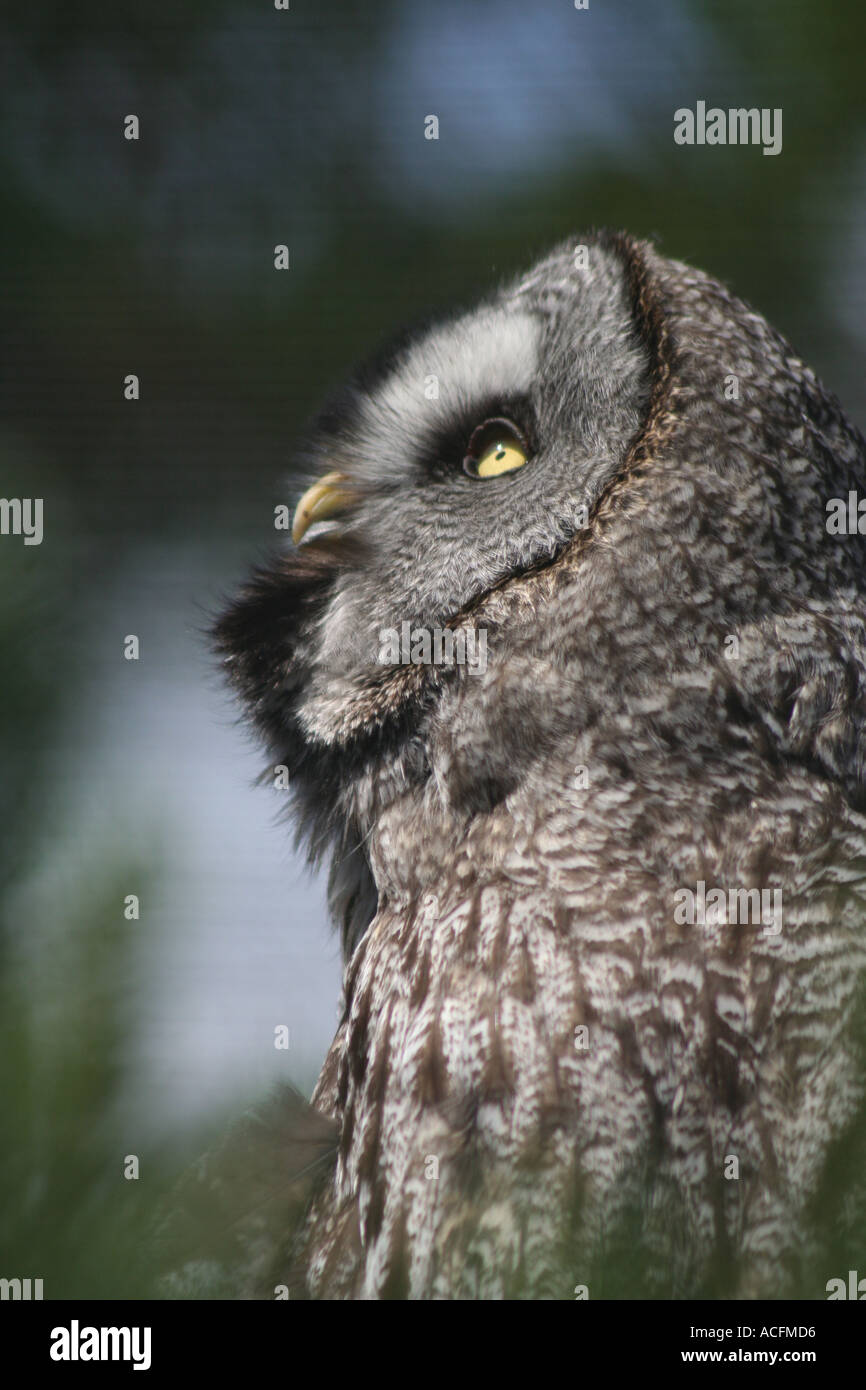 Great Grey Owl Stock Photo - Alamy