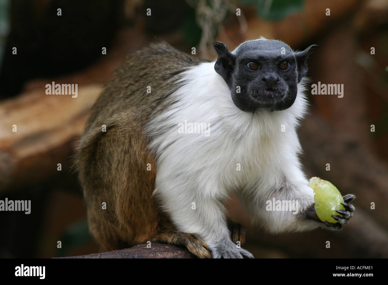 Pied tamarin hi-res stock photography and images - Alamy