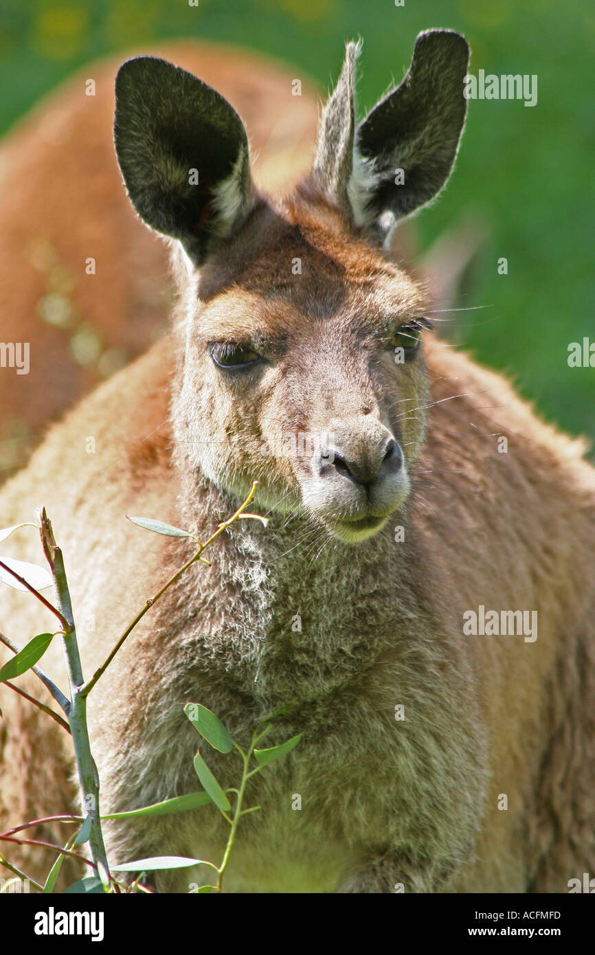Western grey Kangaroo portrait Stock Photo - Alamy