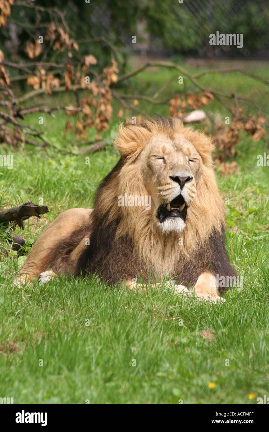 Asiatic lion roaring hi-res stock photography and images - Alamy