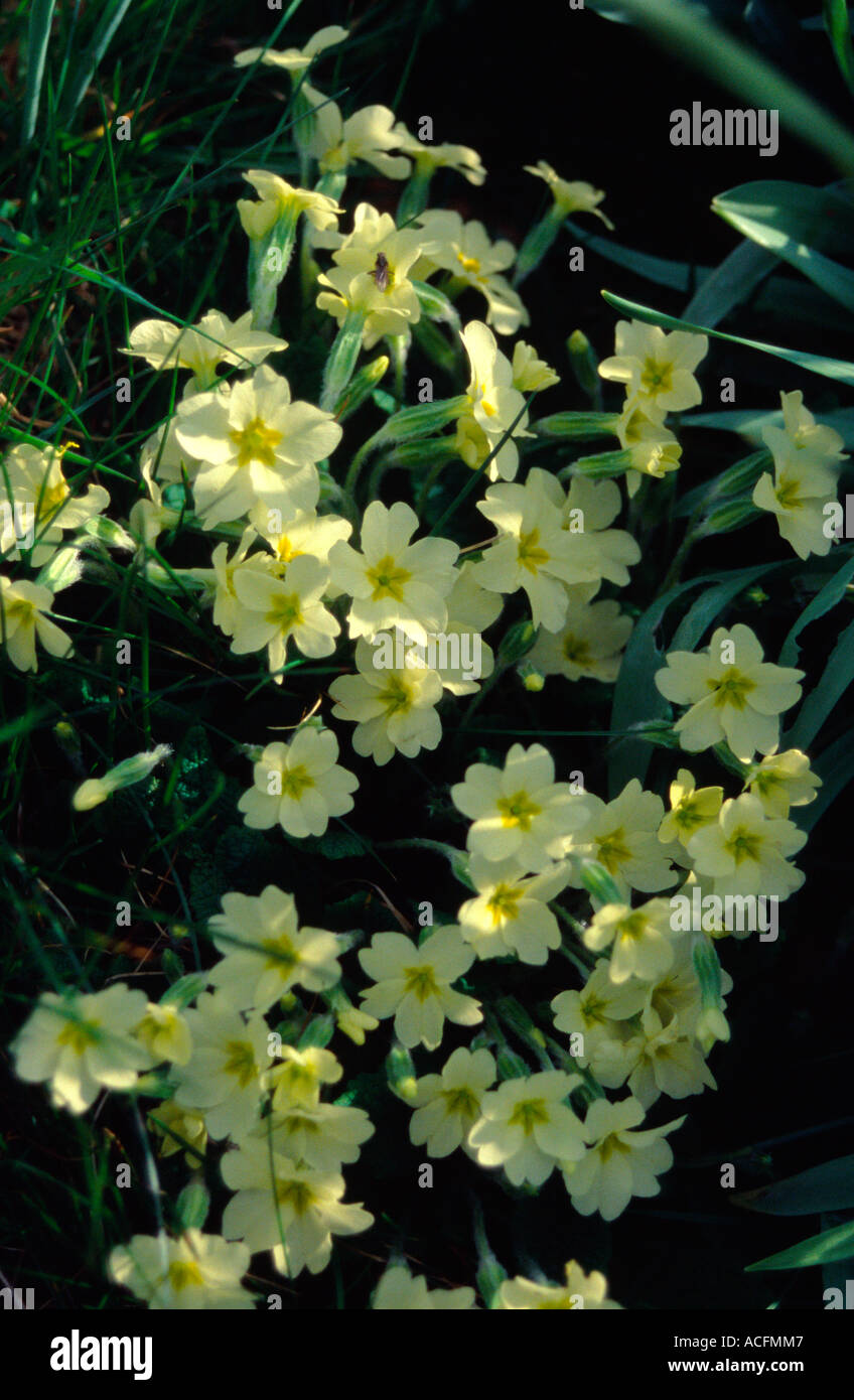 Primrose wood uk hi-res stock photography and images - Alamy