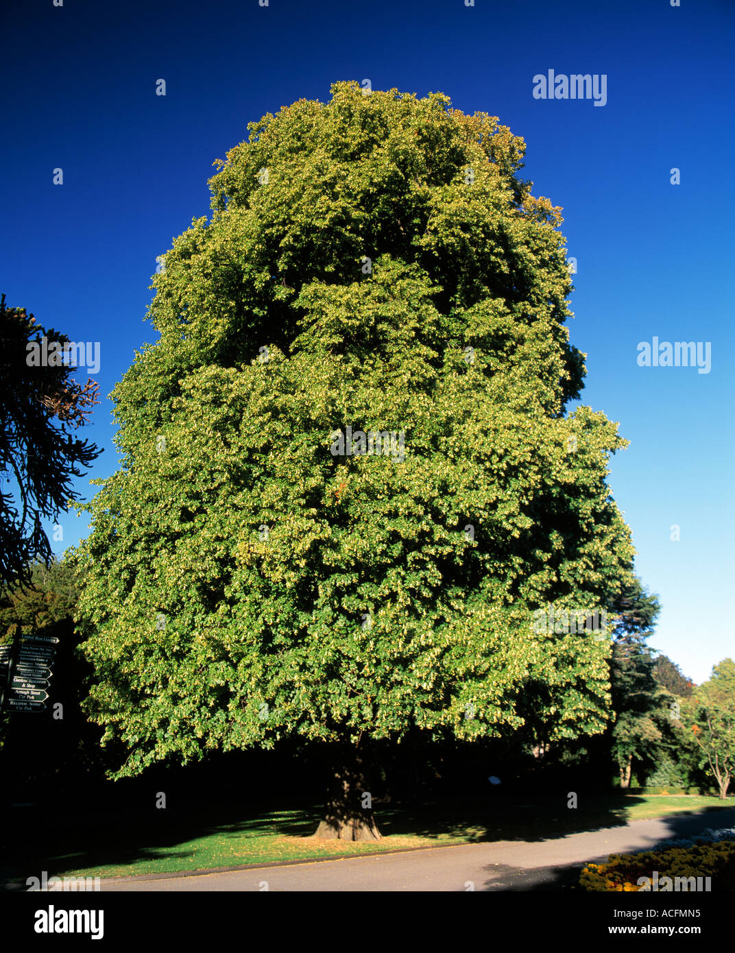 Copper beach tree hi-res stock photography and images - Alamy