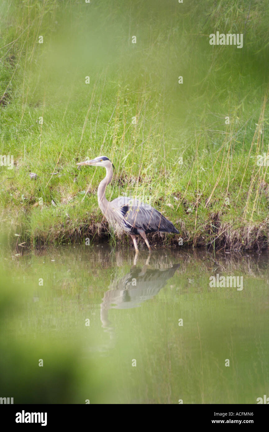 Fisher bird hi-res stock photography and images - Alamy