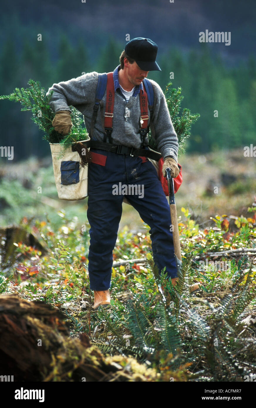 Tree planting bc hi-res stock photography and images - Alamy