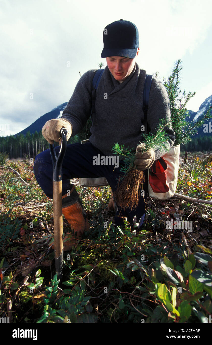 Tree planting bc hi-res stock photography and images - Alamy