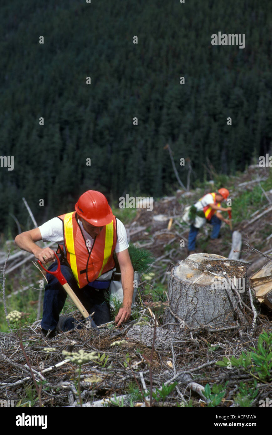 Tree planting bc hi-res stock photography and images - Alamy
