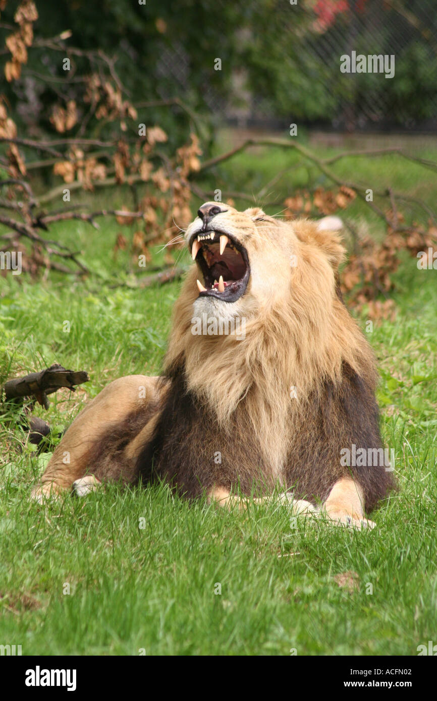 Asian lion roaring hi-res stock photography and images - Alamy