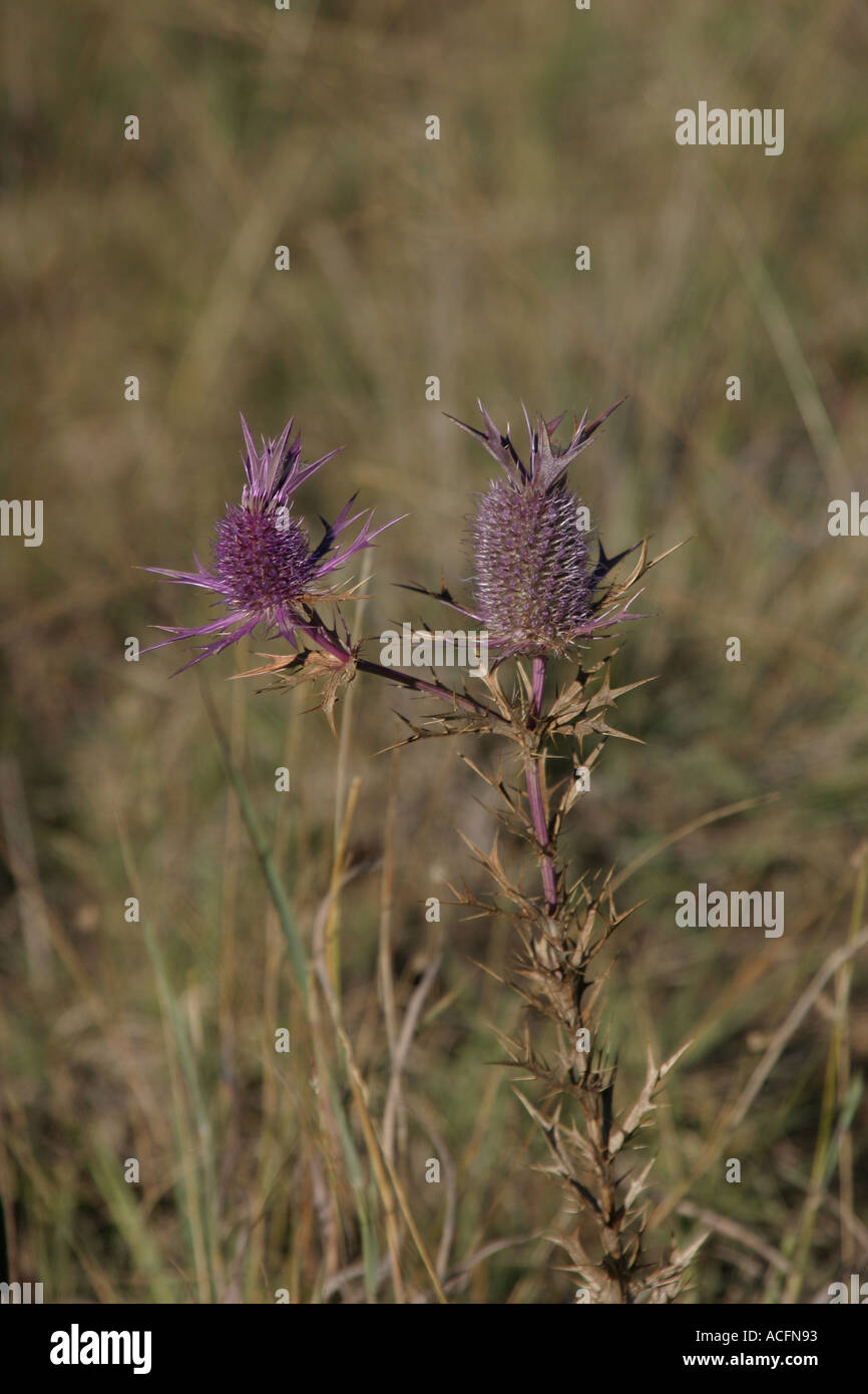 Purple thistles growing wild in a field Stock Photo - Alamy