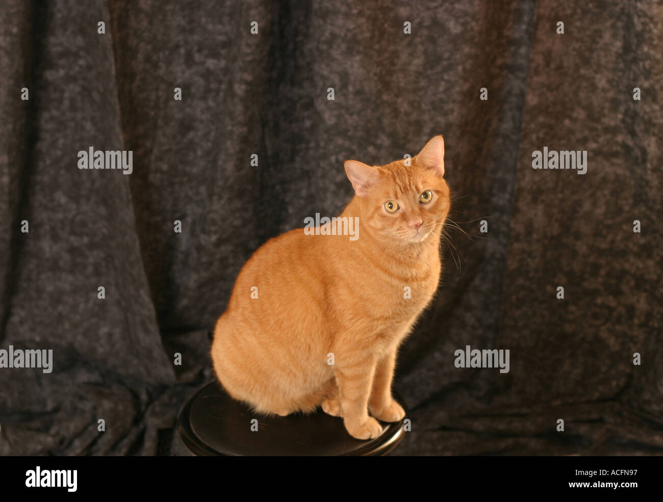 Orange house cat poses for a photo Stock Photo - Alamy