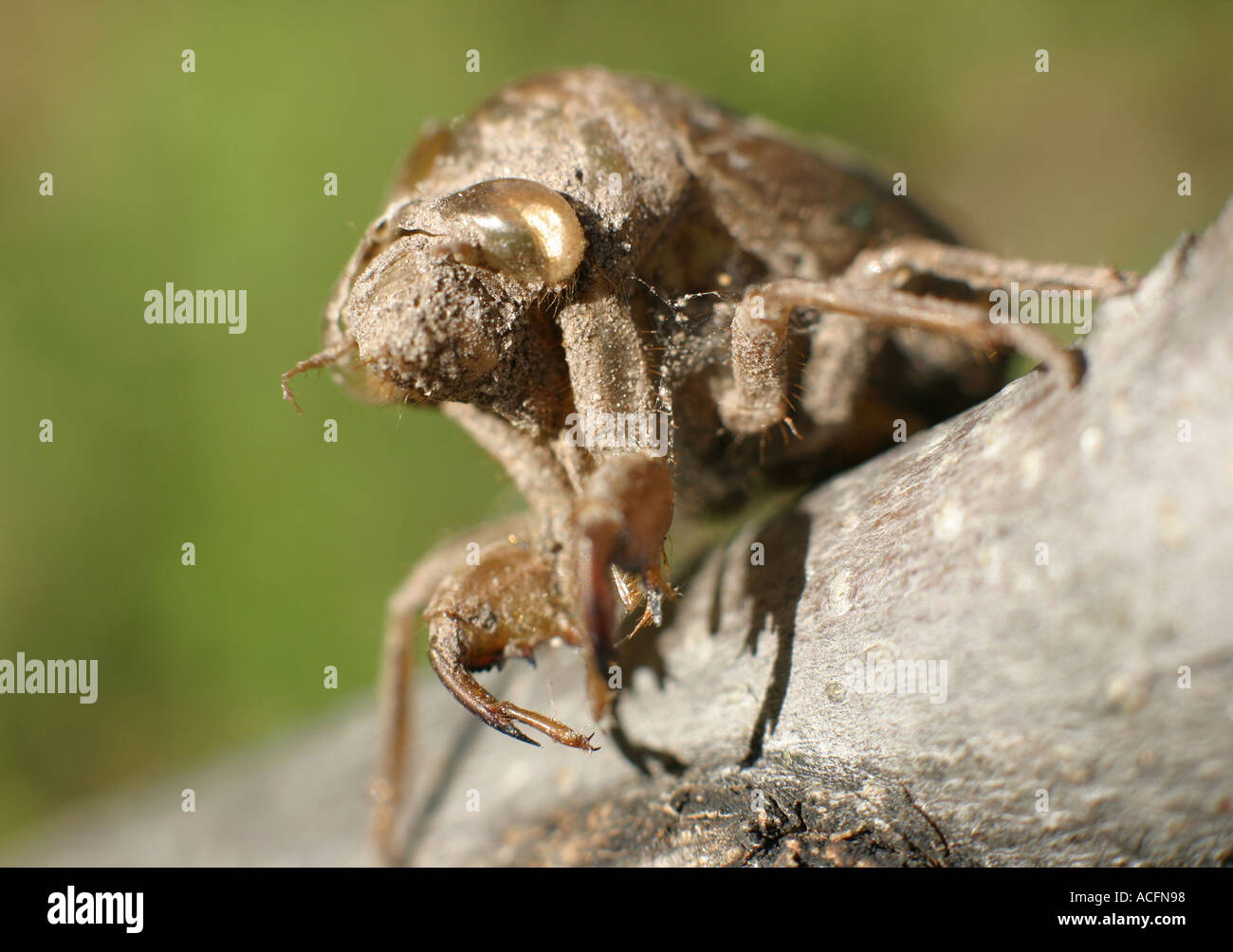 Dry cicada shell Stock Photo - Alamy