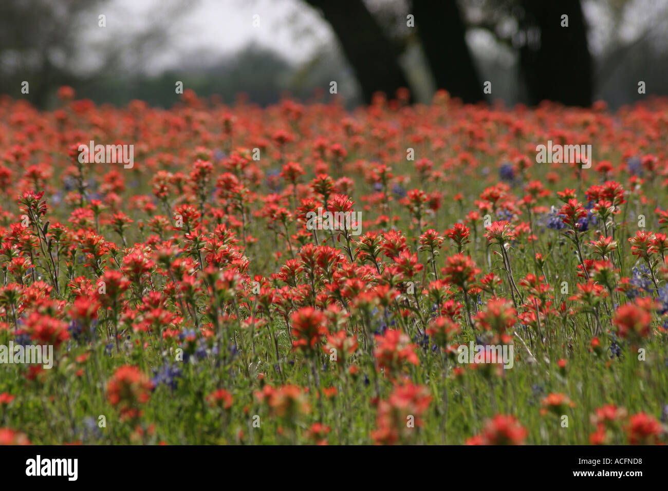 Indian painbrush hi-res stock photography and images - Alamy