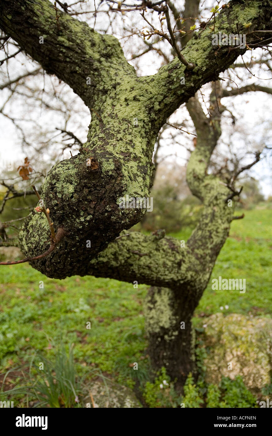 Oak Tree in the Galil area in Israel Stock Photo - Alamy