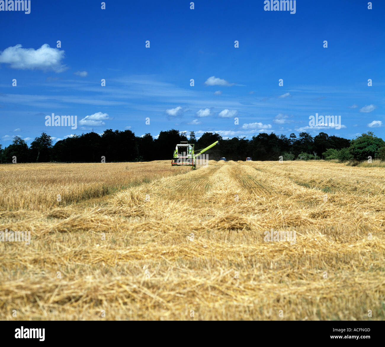 harvest time for ripe golden corn in the irish landscape Stock Photo ...