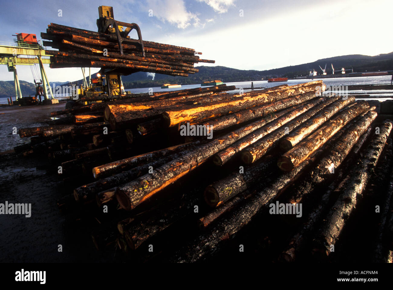 Log sorting sawmill bc canada hi-res stock photography and images - Alamy