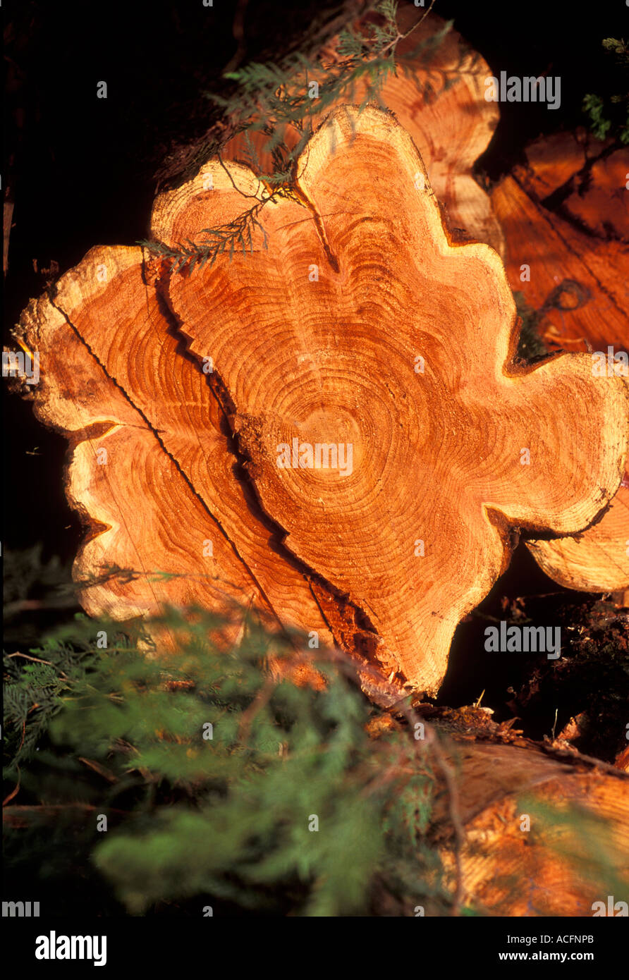 Hemlock lumber hi-res stock photography and images - Alamy