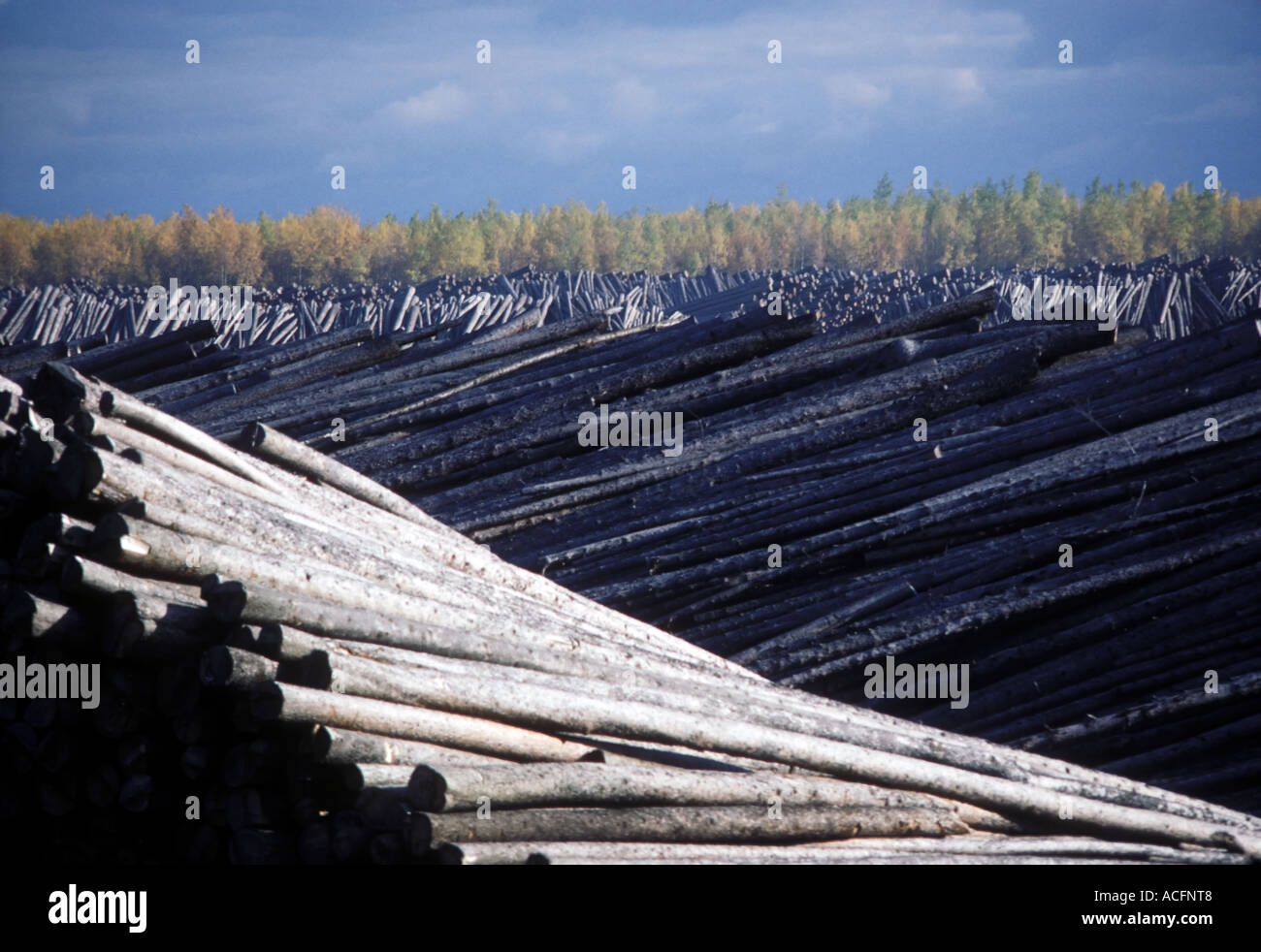 Sorting sawmill hi-res stock photography and images - Alamy