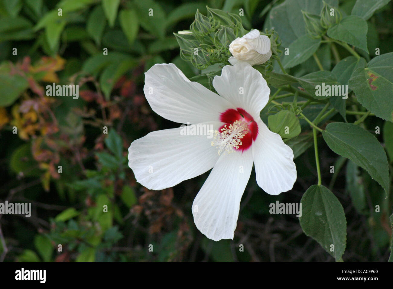 Swamp rose mallow hibiscus moscheutos growing wild Stock Photo - Alamy