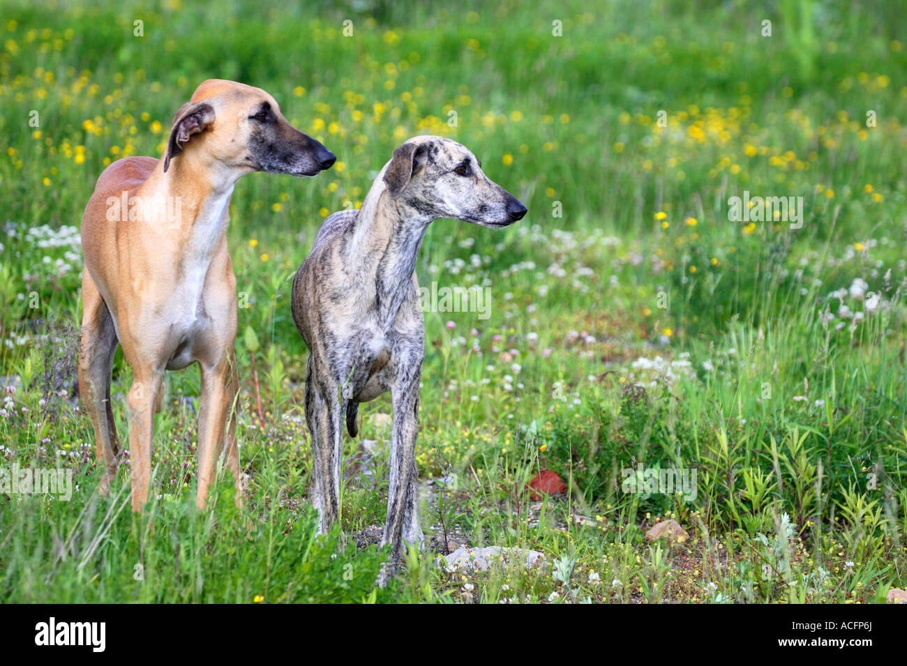 Sloughis hi-res stock photography and images - Alamy