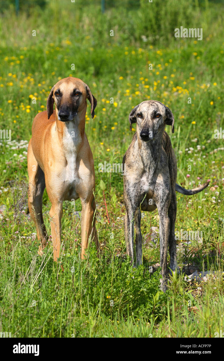 Sloughis hi-res stock photography and images - Alamy