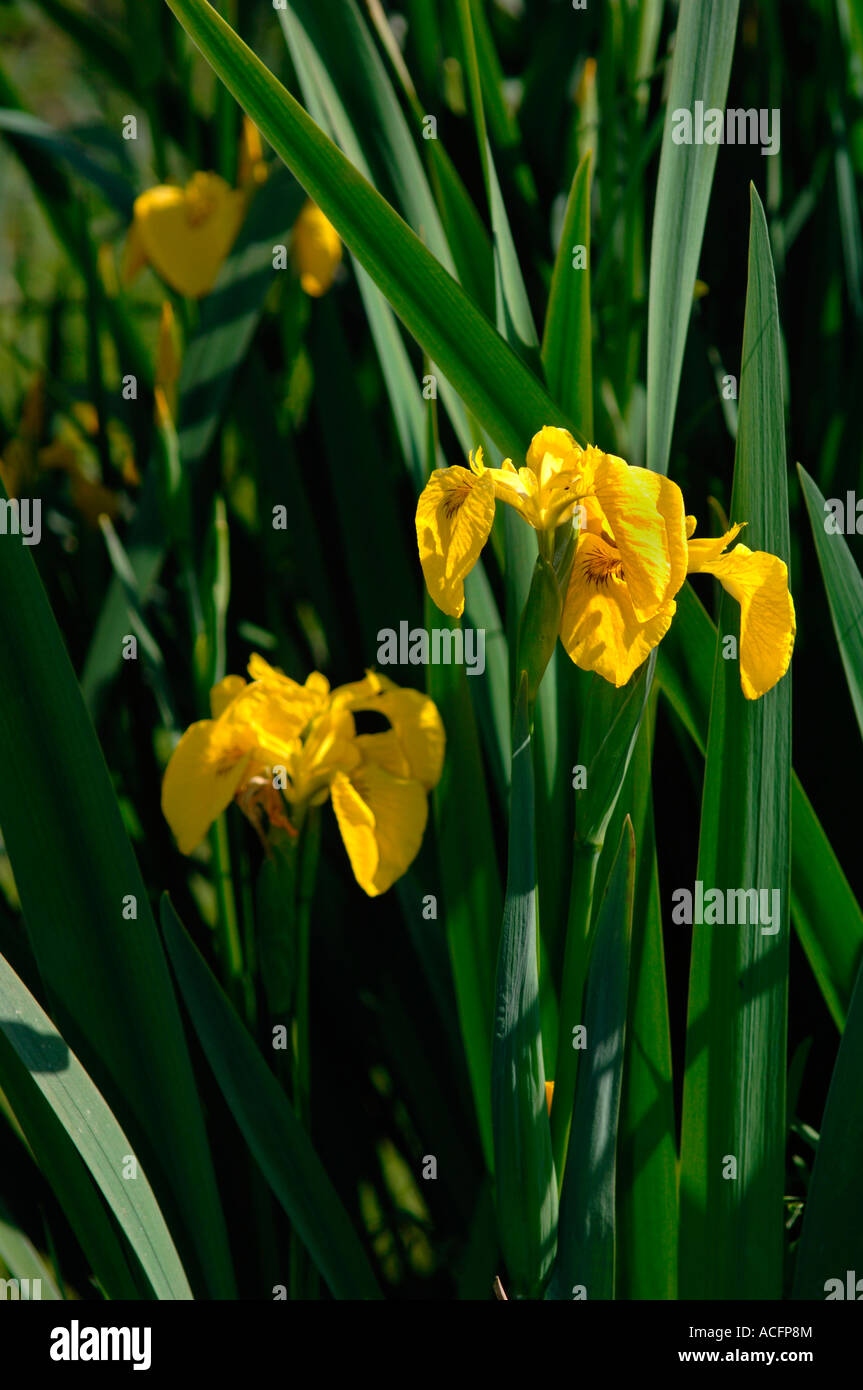 Yellow Irises(Iris pseudacorus). Growing Around A Pond Stock Photo - Alamy