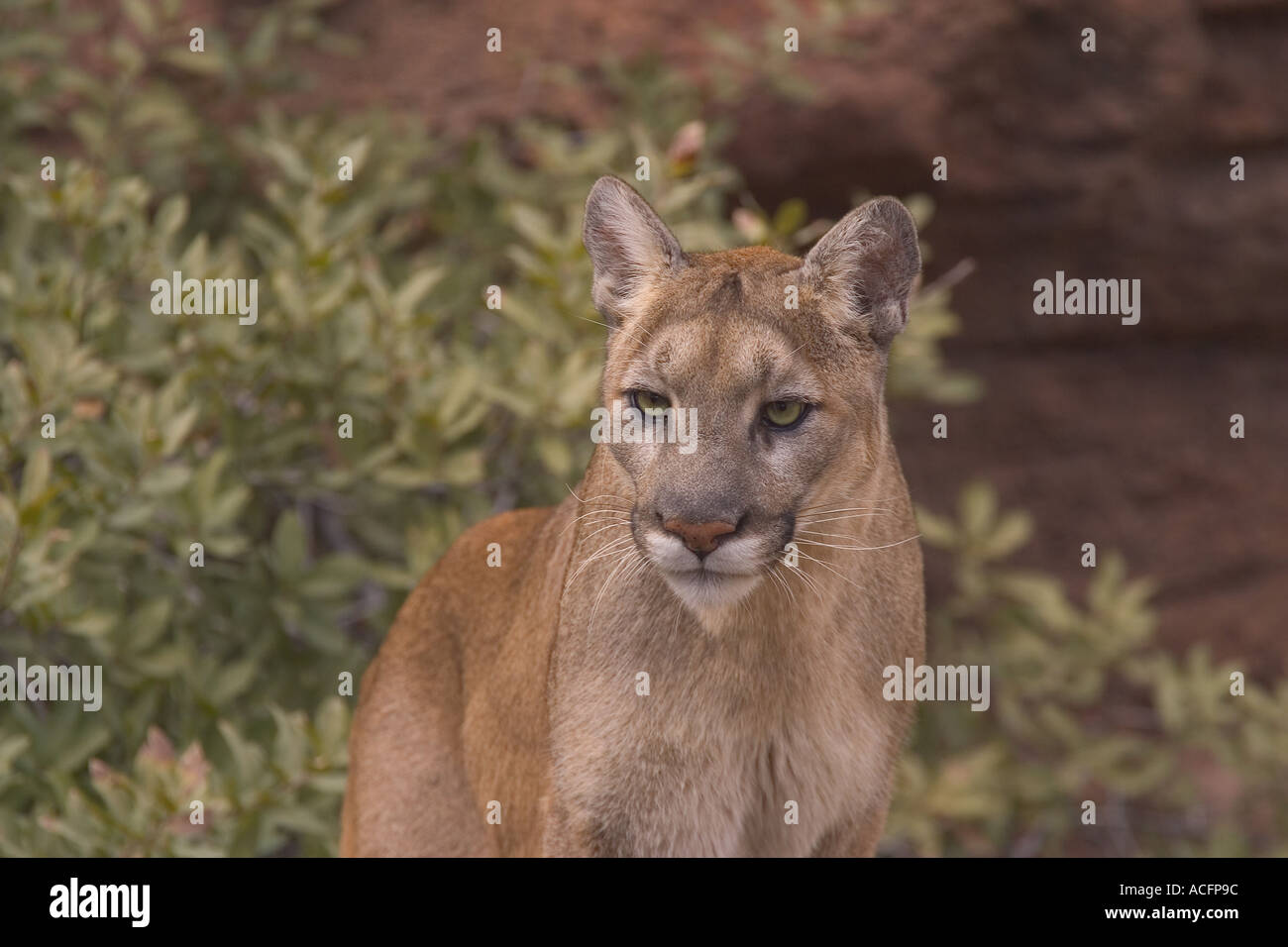 Puma habitat hi-res stock photography and images - Alamy