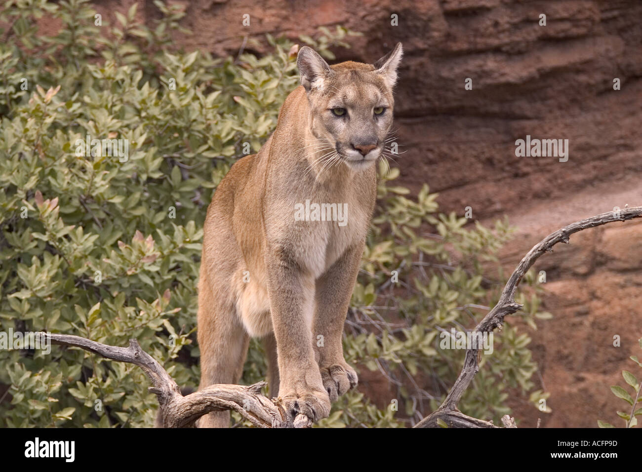Puma habitat hi-res stock photography and images - Alamy