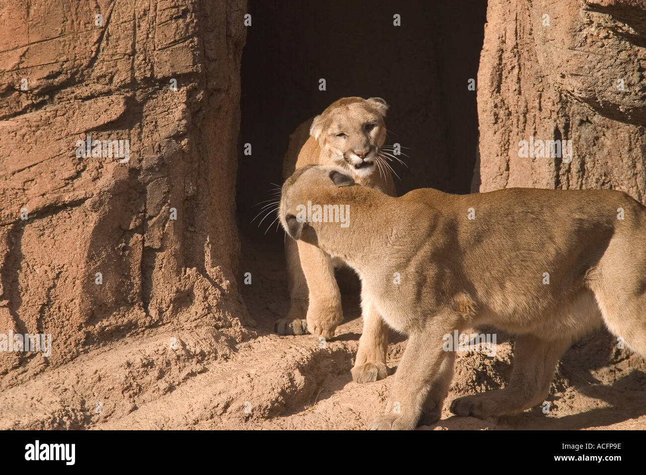 Two pumas hi-res stock photography and images - Alamy