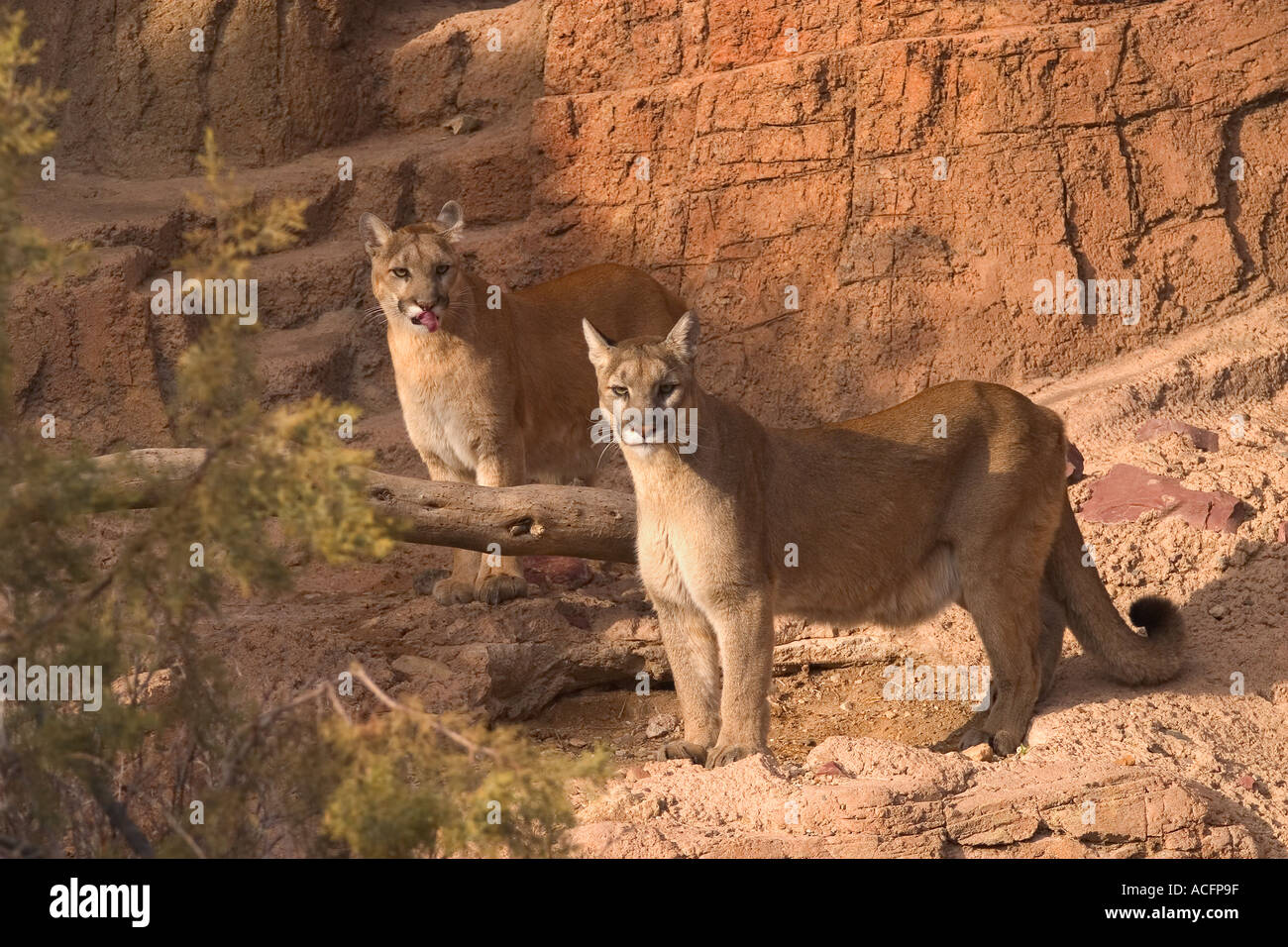 Two pumas hi-res stock photography and images - Alamy