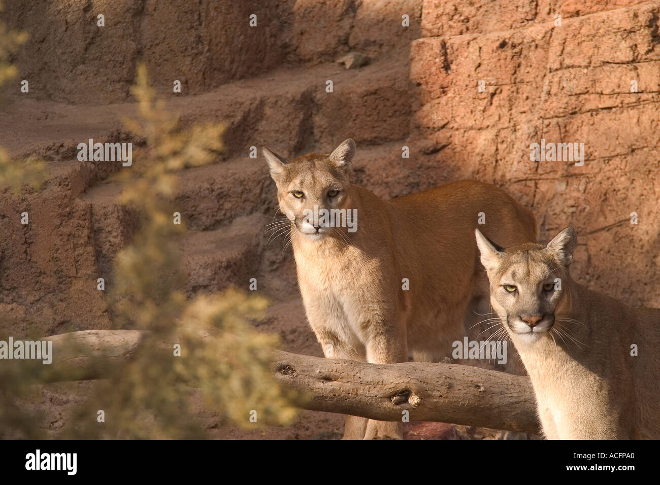 Two pumas hi-res stock photography and images - Alamy