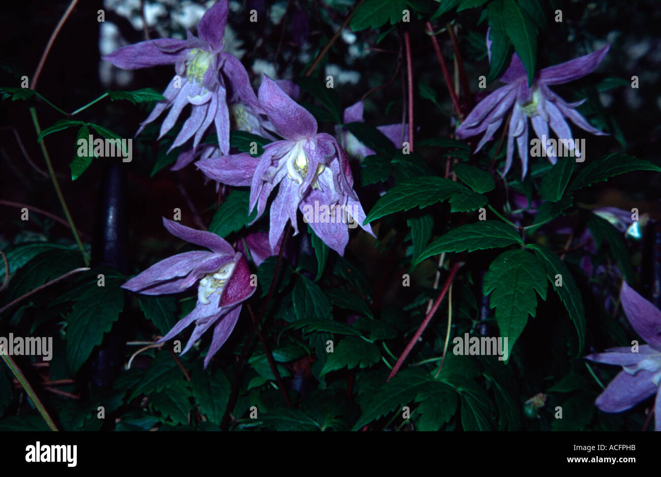 Clematis victoria High Resolution Stock Photography and Images - Alamy