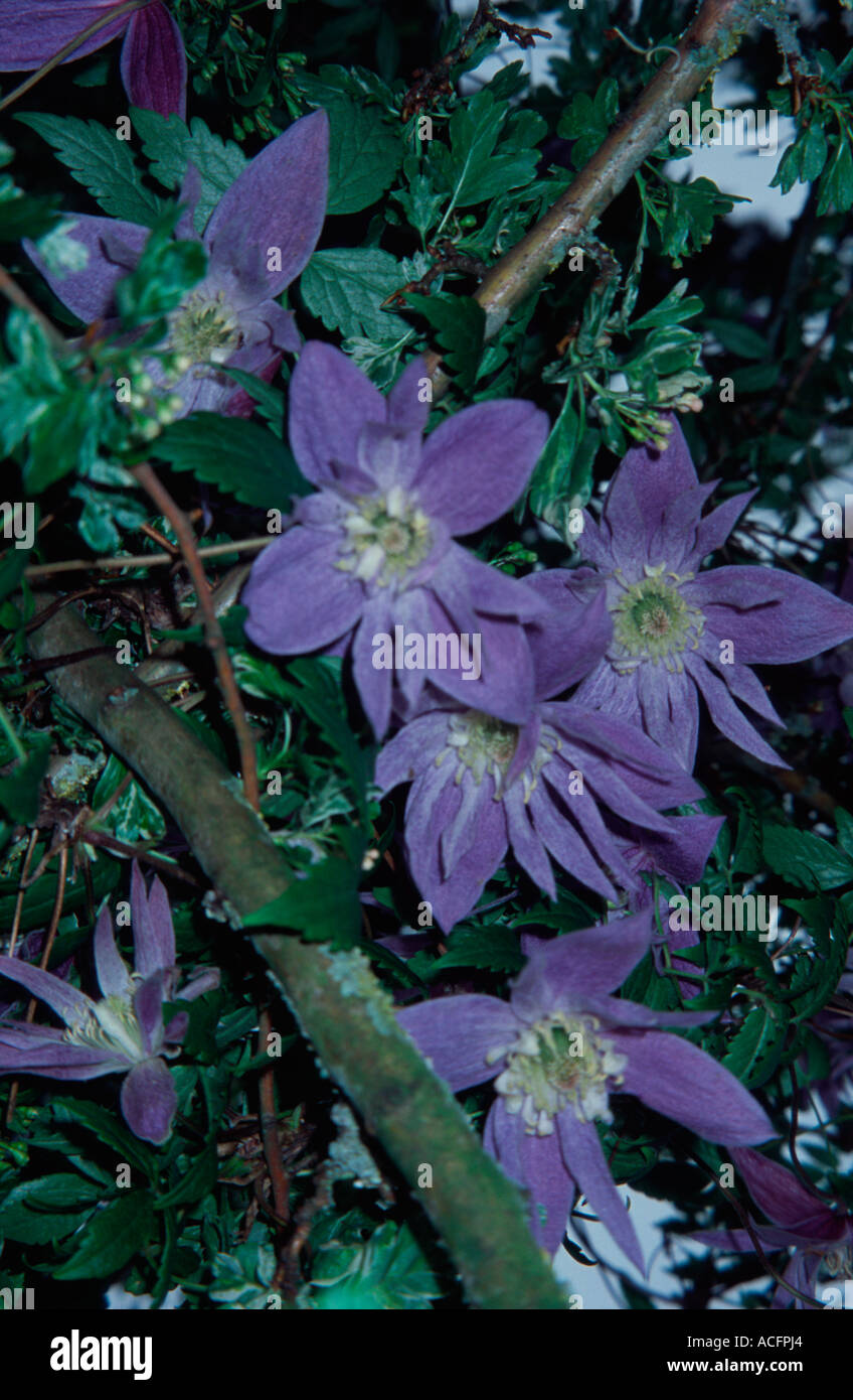 Clematis Alpina, Botanical Gardens, Royal Victoria Park, Bath Spa ...